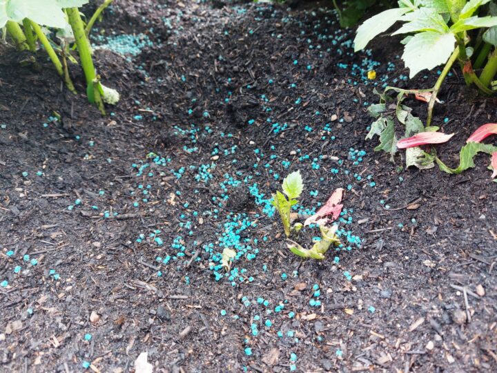 Undgå snegle i højbede - en guide - Nem sneglekant og kobbertråd - Min ...