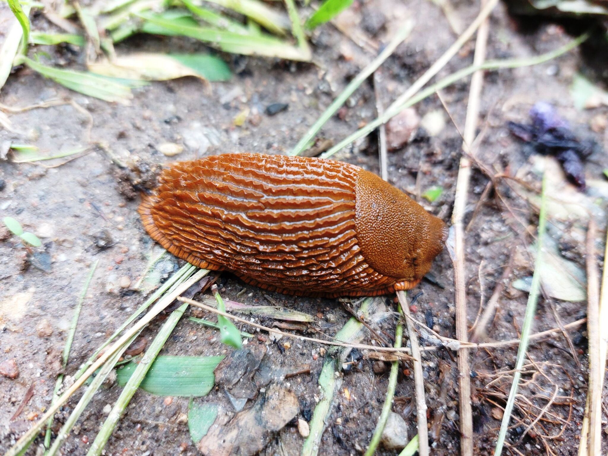 Undgå snegle i højbede - en guide - Nem sneglekant og kobbertråd - Min ...