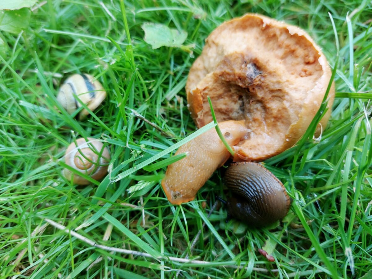 Undgå snegle i højbede - en guide - Nem sneglekant og kobbertråd - Min ...