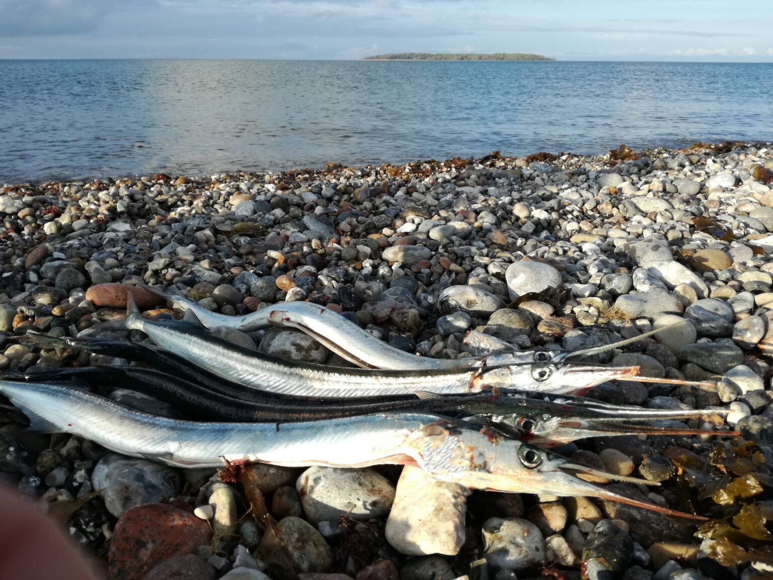 Hornfisk uden ben med risotto - Guide hornfisk uden ben - Min Madopskrift