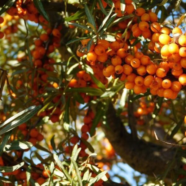 Havtorn Snaps - HavtornSnaps