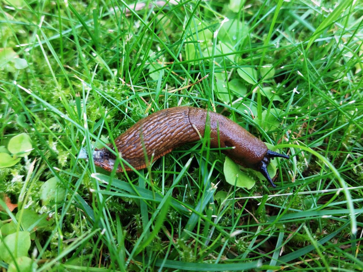 Undgå snegle i højbede - en guide - Nem sneglekant og kobbertråd - Min ...