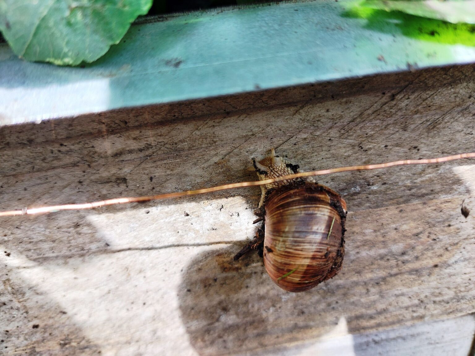 Undgå snegle i højbede - en guide - Nem sneglekant og kobbertråd - Min ...
