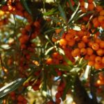 Havtorn Snaps - HavtornSnaps | Min Madopskrift